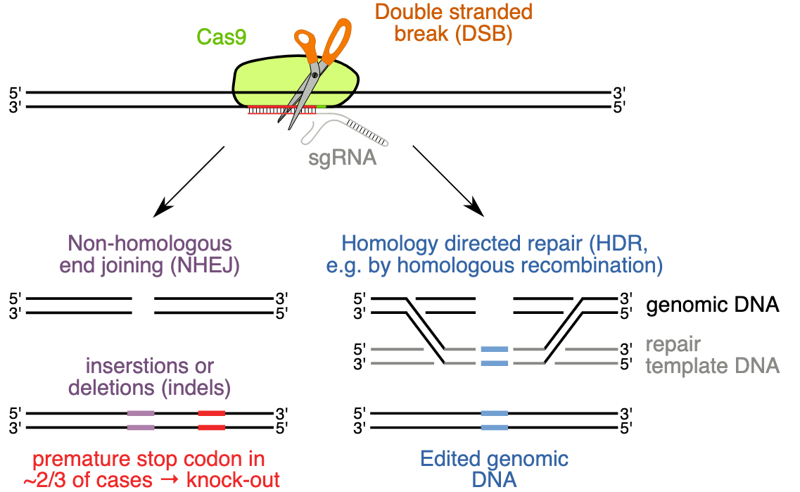 CRISPR 101: Making a Knock-In Cell Line